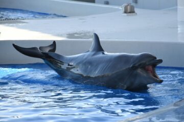 Day Trip Guide to Kobe Suma Sea World. Highlights you can enjoy in one day.